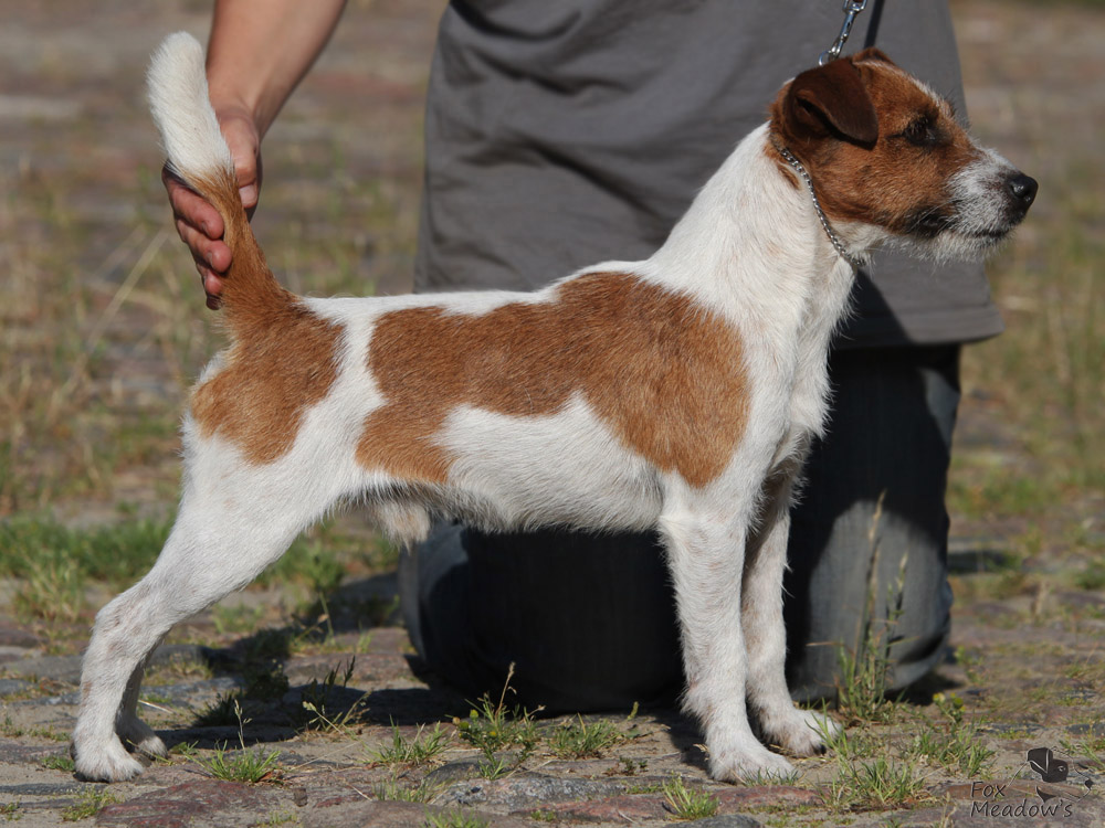 Fox Meadow's Terriers