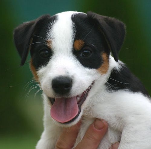 Fox Meadow's Terriers